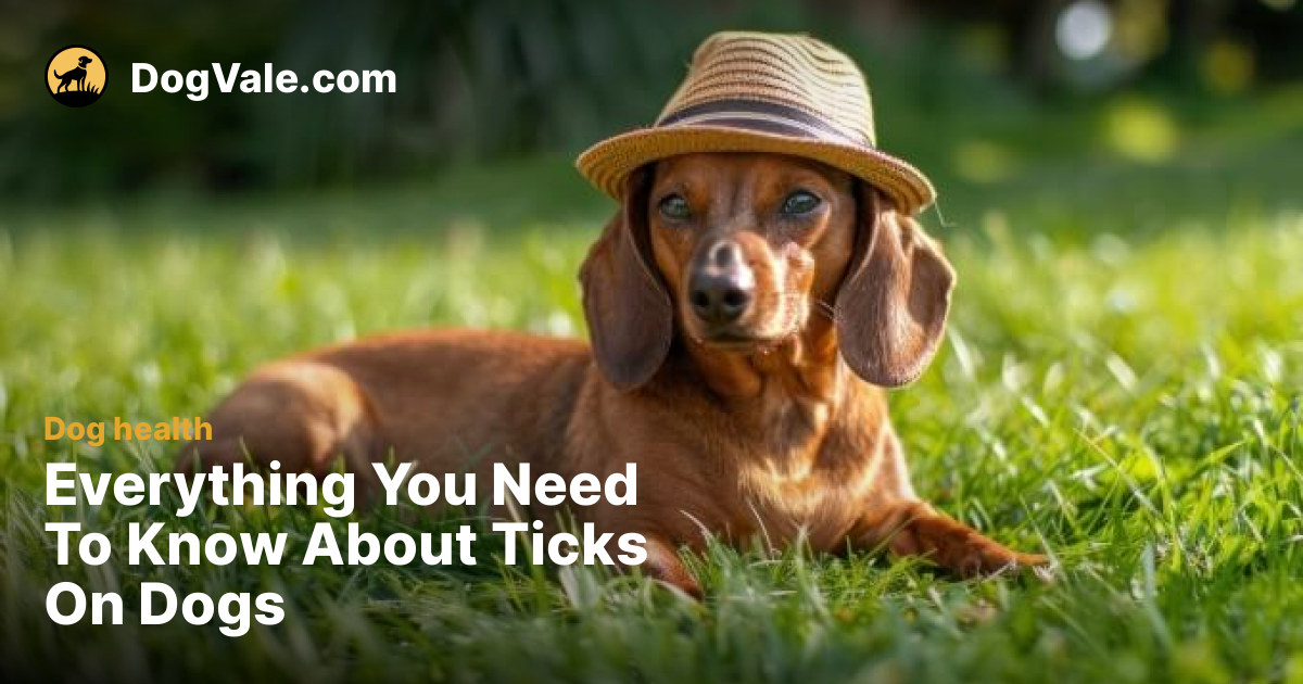 Everything You Need To Know About Ticks On Dogs | Dog health